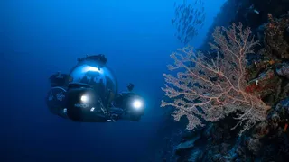 New initiative Ocean Census to accelerate discovery of ocean life